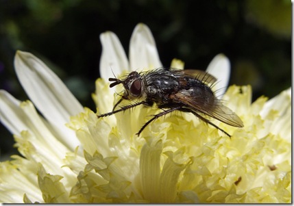 Imagini Desktop Insecte - Inedit